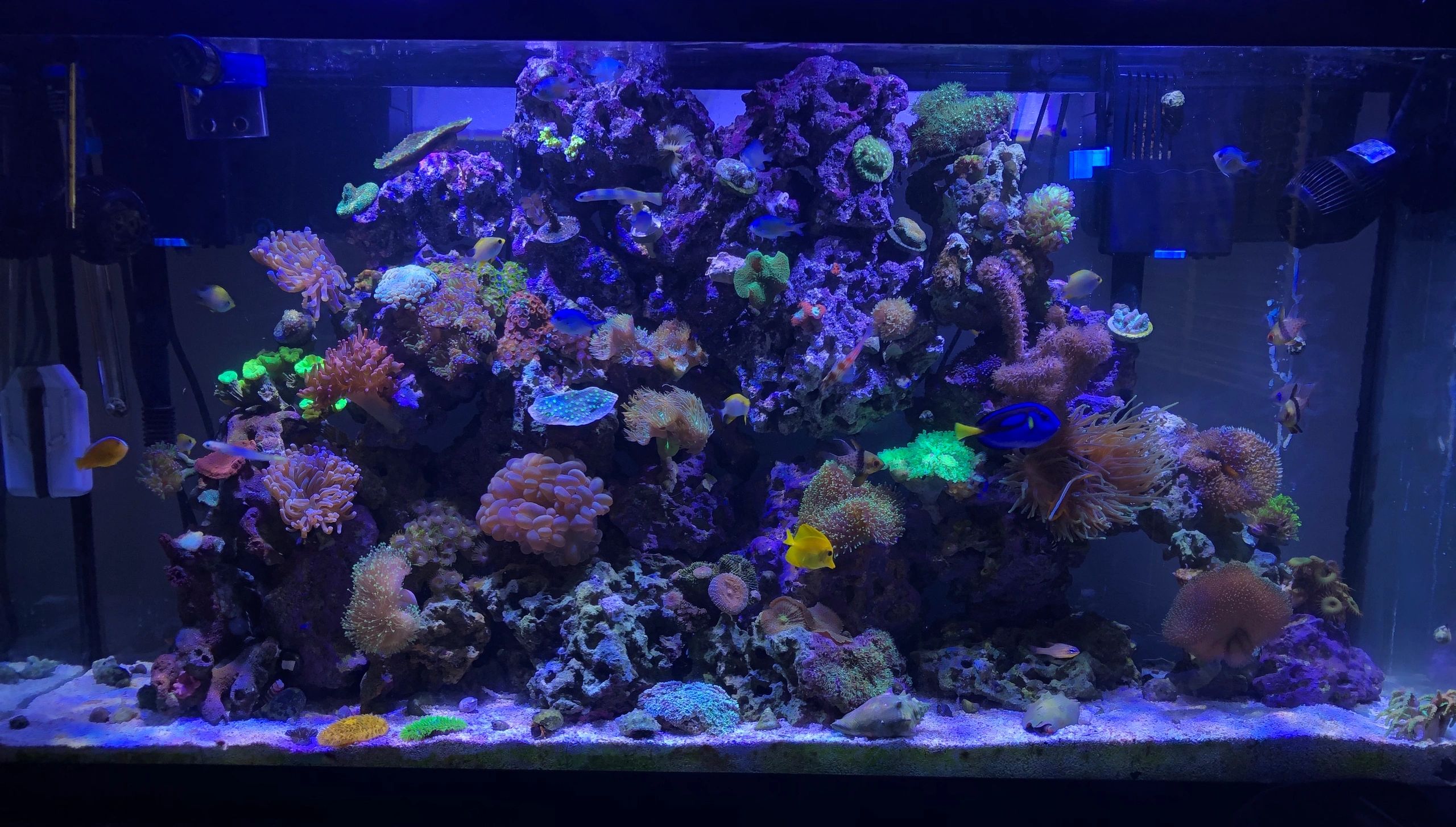 Saltwater Aquarium Hydronaut Aquatics LLC 